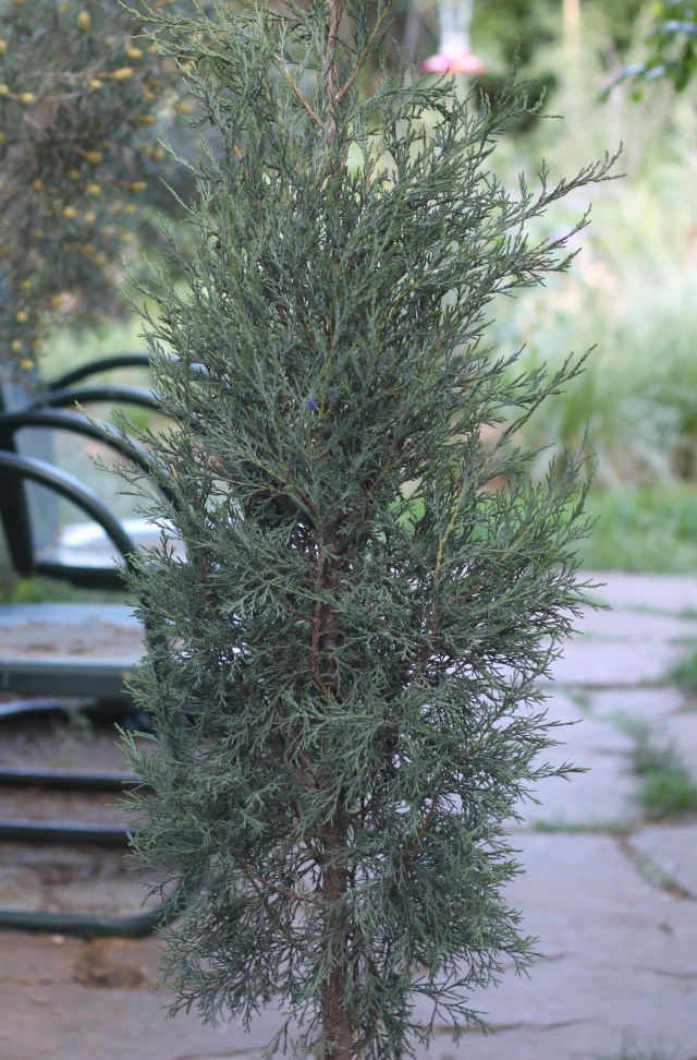 you bought a juniper? | the miserable gardener
