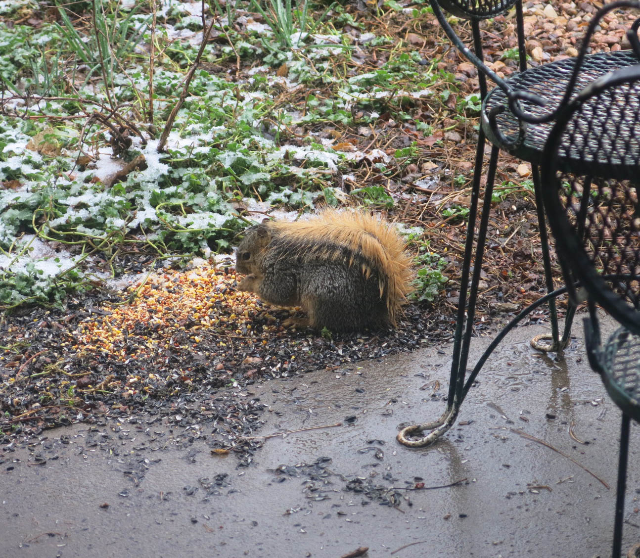 a drippy day | the miserable gardener