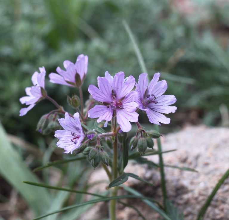 a sad day | the miserable gardener