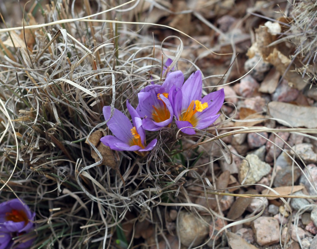 a sad day | the miserable gardener