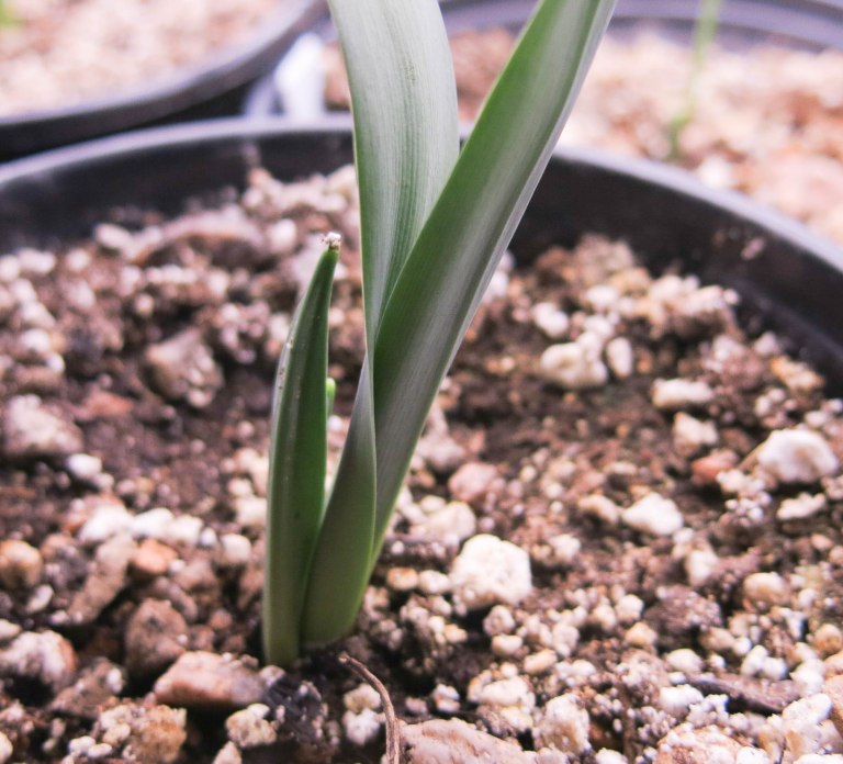 caulk and vernation | the miserable gardener