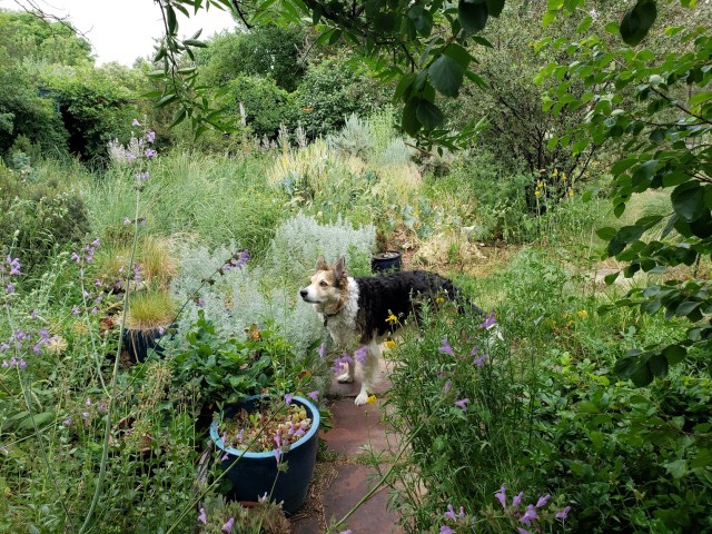 the miserable gardener | the only reason my garden is green is because ...